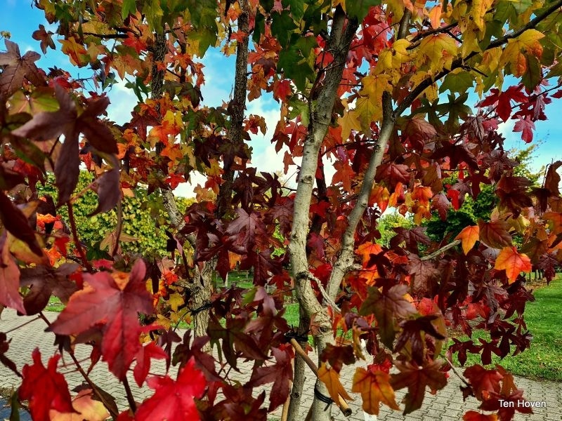 Amberboom, Liquidambar styraciflua kopen